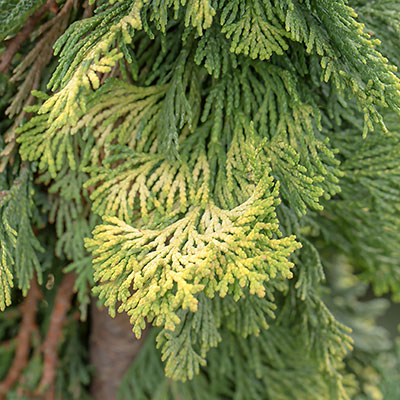 Spotlight on ornamental conifers – Sticks & Stones
