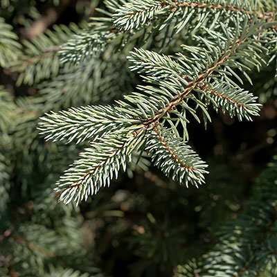 Why is my blue spruce turning green? – Sticks & Stones