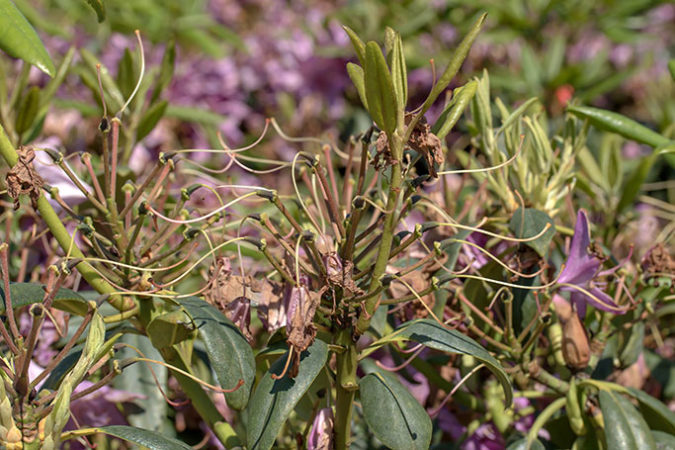 Disbudding Rhododendrons – Sticks & Stones