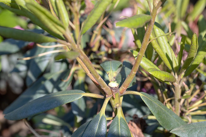 Disbudding Rhododendrons – Sticks & Stones