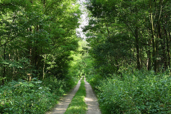 Vertical mulching – Sticks & Stones