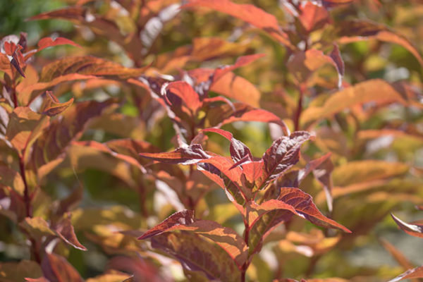 A tough plant for tough places – Sticks & Stones