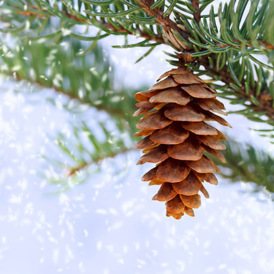 Ready, set… snow? – Sticks & Stones