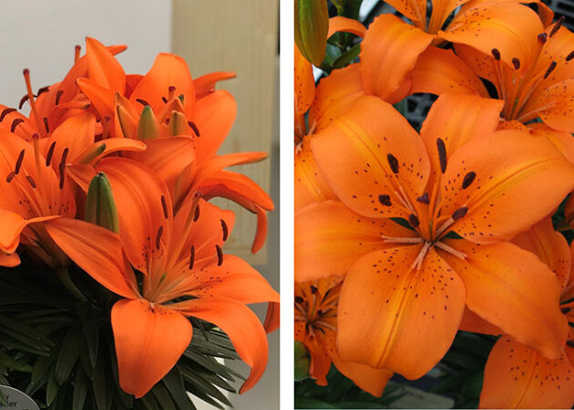 Lily Looks™ coming to a garden near you! – Sticks & Stones