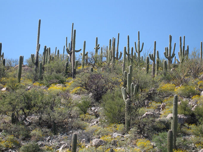 Getting to know the Saguaro – Sticks & Stones