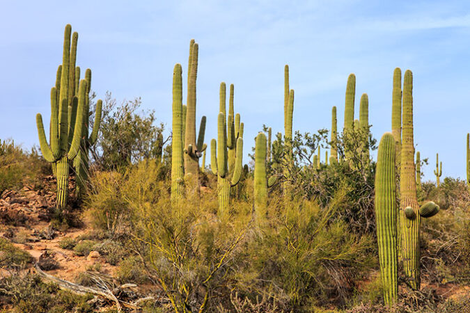 Getting to know the Saguaro – Sticks & Stones