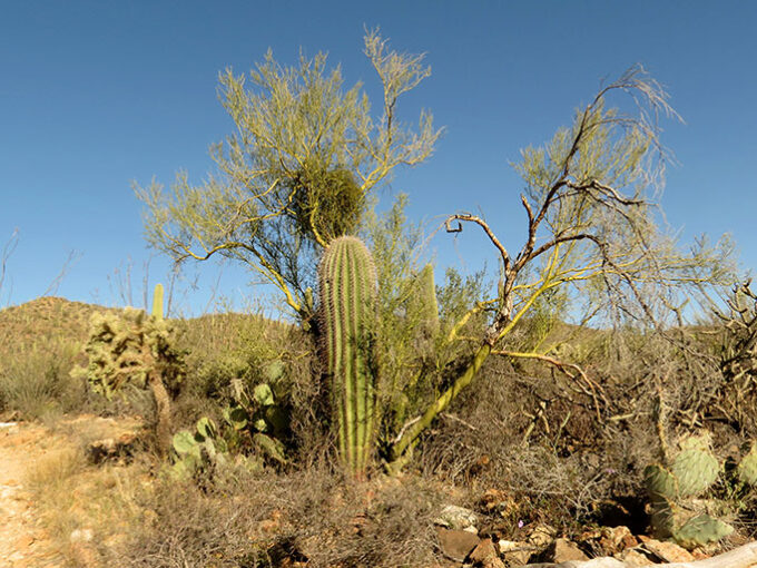 Getting to know the Saguaro – Sticks & Stones