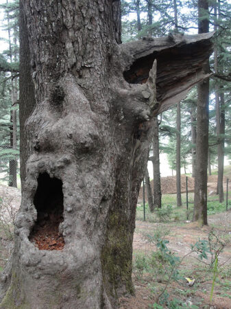 Spooky Trees – Sticks & Stones