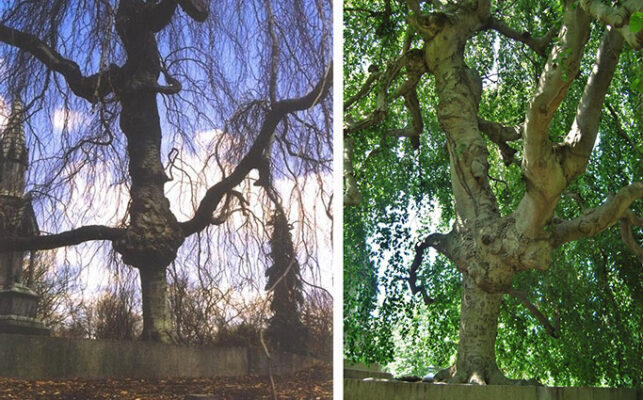 Spooky Trees – Sticks & Stones