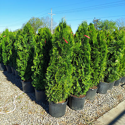 Columnar Arborvitae Varieties