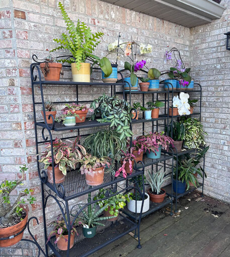Collecting Plants…. or Hoarding? – Sticks & Stones