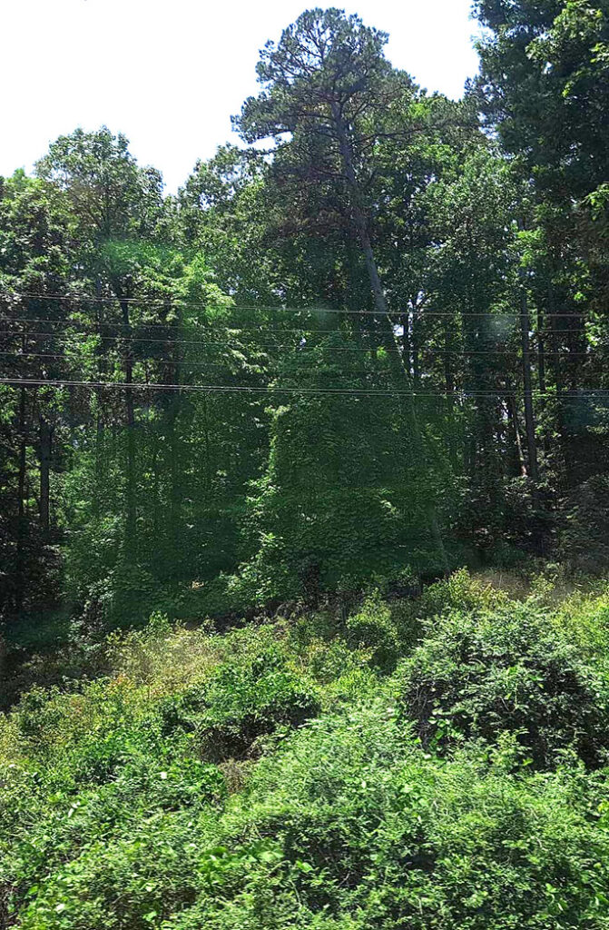 Kudzu – The Invasive Vine that Ate the South (or did it?) – Sticks & Stones