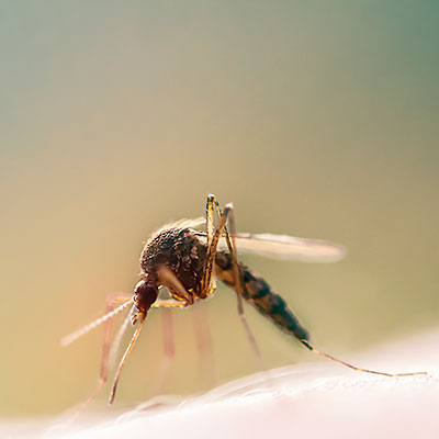 The Redeeming Qualities of Mosquitos? – Sticks & Stones