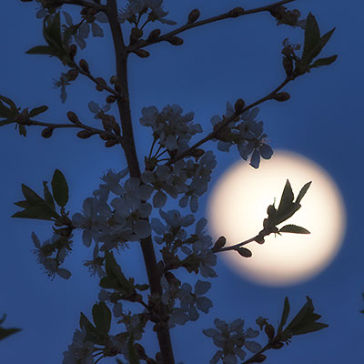 Frost Under the Flower Moon – Sticks & Stones