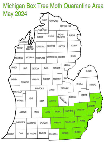 Navigating the Boxwood Market Amidst Quarantine Regulations – Sticks ...