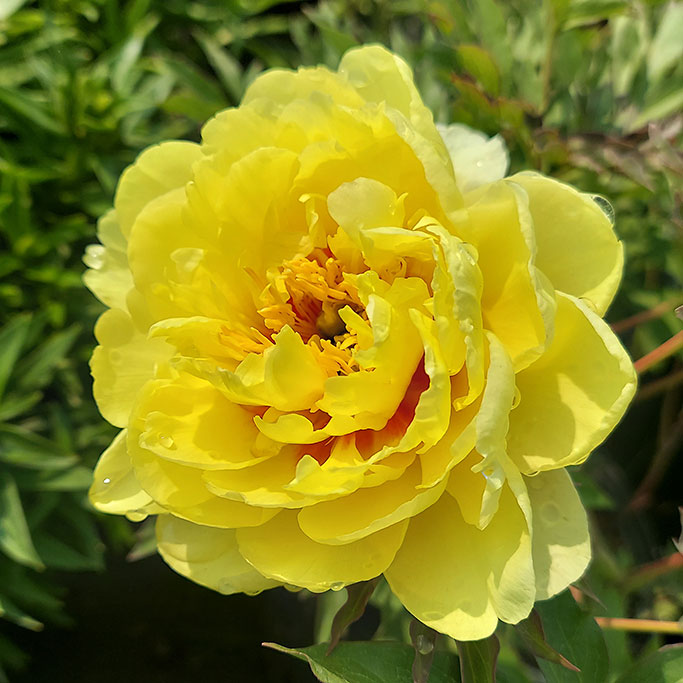 It’s Peony Month… YEAH! – Sticks & Stones