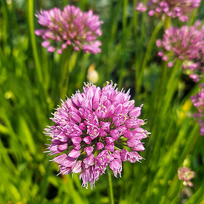 Stocking Perennials in the Fall – Sticks & Stones